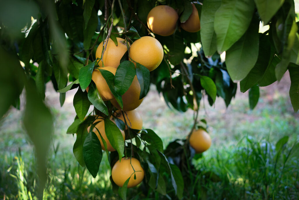Pomelo Corse - Berghman Agrumes Bio Corse