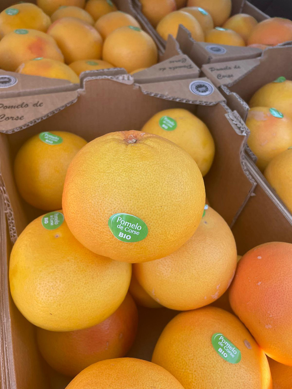 Pomelo Corse - Berghman Agrumes Bio Corse