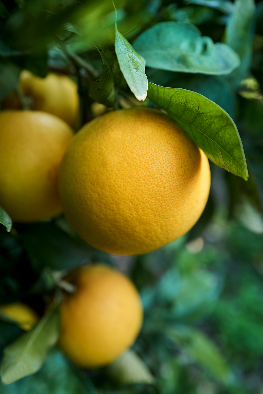 Pomelo Corse - Berghman Agrumes Bio Corse