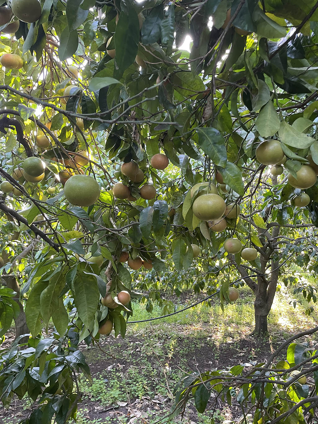 Pomelo Corse - Berghman Agrumes Bio Corse