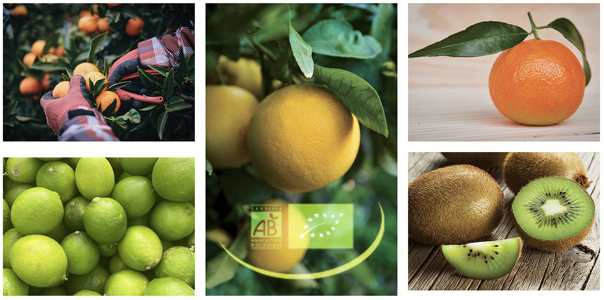 Nos fruits Bio Corse - Berghman Agrumes Bio Corse