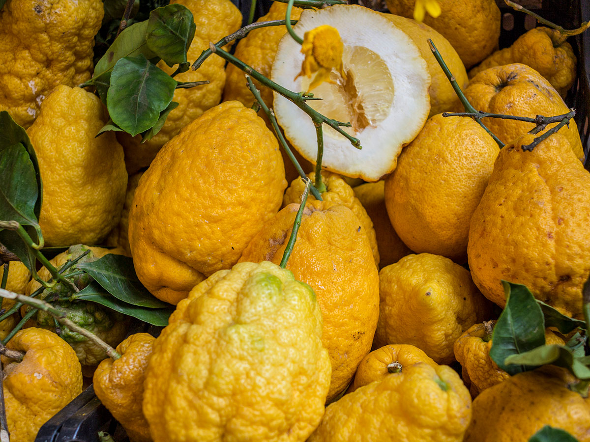 Cédrat - Berghman Agrumes Bio Corse